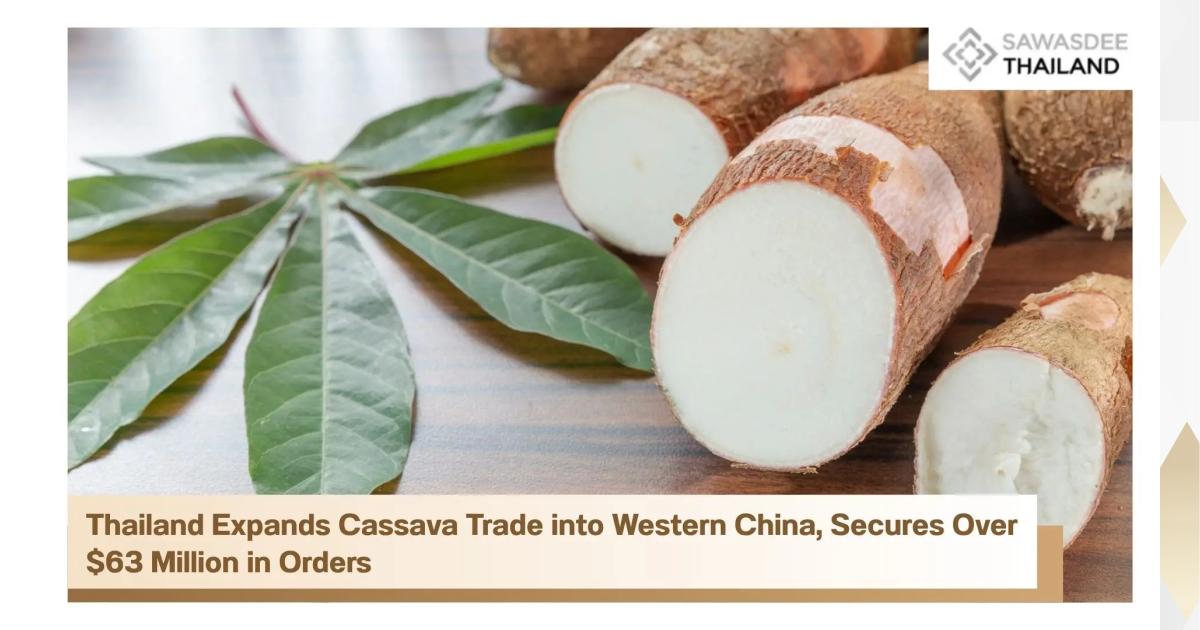 Thailand Expands Cassava Trade into Western China, Secures Over $63 ...